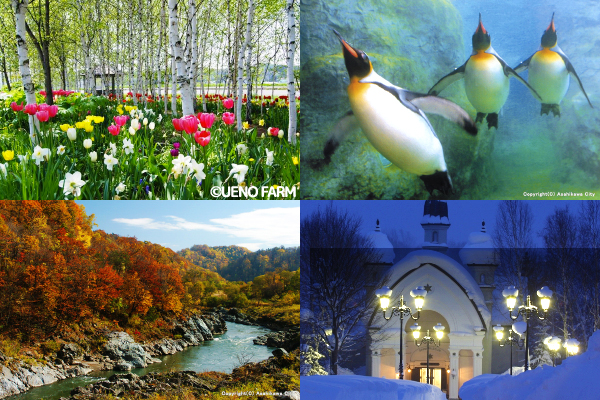 Asahiyama Zoo and Other Places of Note: Seven Must-See Sightseeing ...